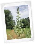 Qu’est-ce que l’absinthe ? Recette, plantes et distillation